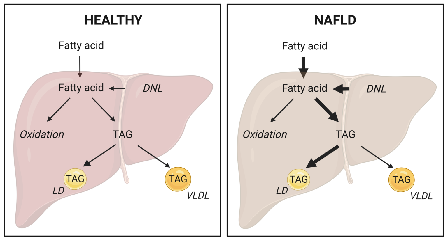 Research | The Lipid Lab